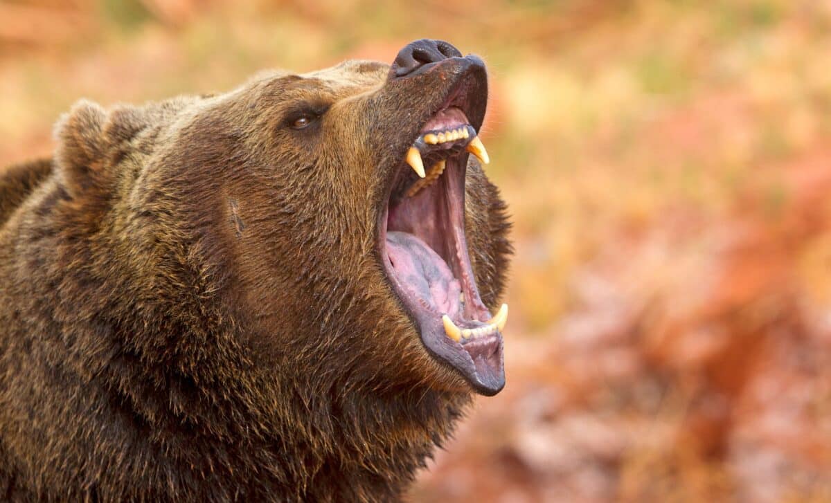 Scientists are still reeling after finding the most well-preserved bear ...