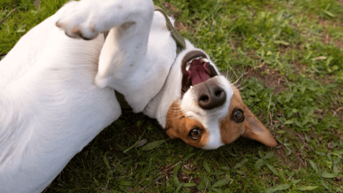 7 signs your dog finds emotional calm with you