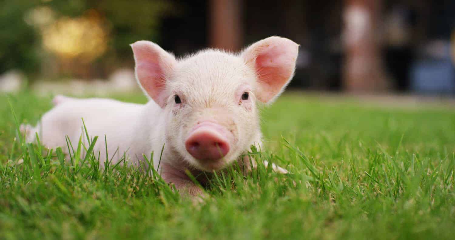 Everything you ever wanted to know about the wild hogs of Florida