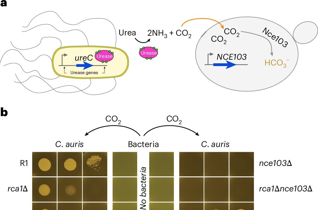 Drug-resistant Candida auris harnesses CO₂ to survive on skin, research ...