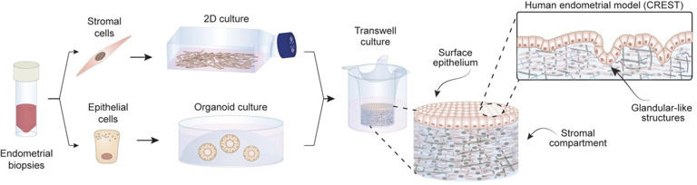 System replicates womb lining to 'listen in' to embryo-mother ...