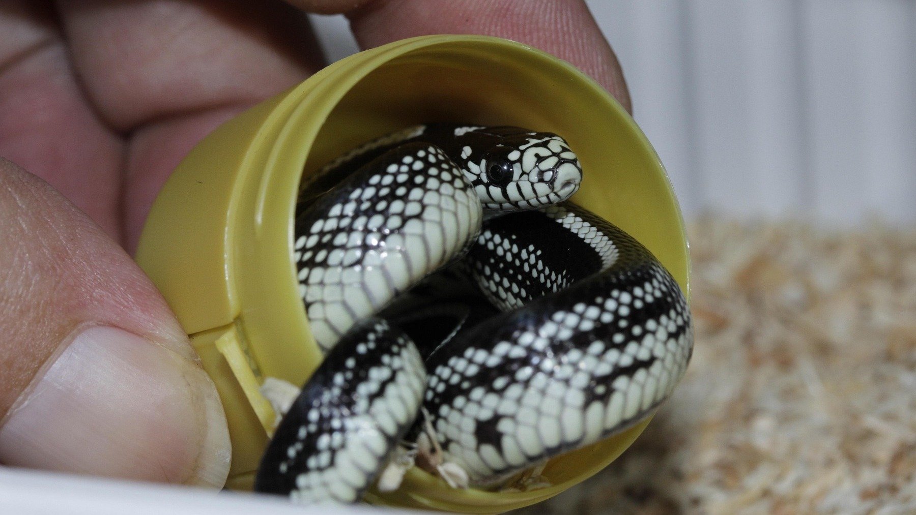 Nadie lo adivina a la primera: las crías de esta serpiente tienen un ...