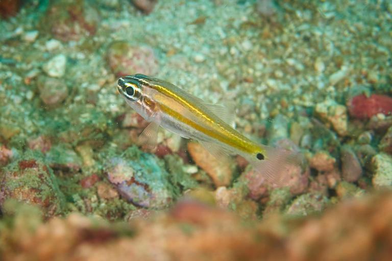 Cold water tropical fish: Here are 11 colourful fish that thrive in ...