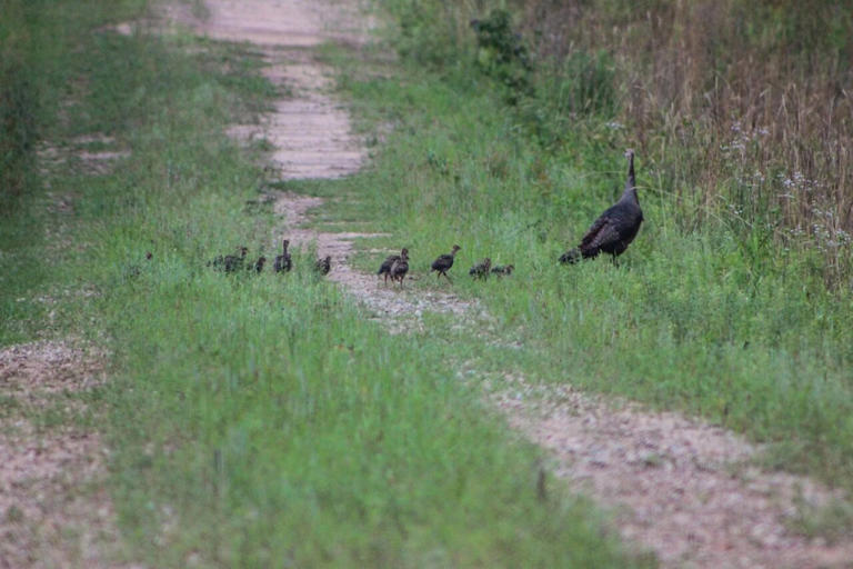 Hunting pressure drives female turkeys to produce more daughters, study ...
