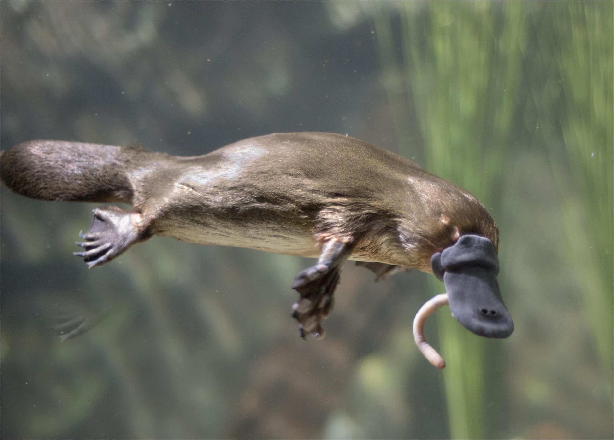 10 of the creepiest animals in the world