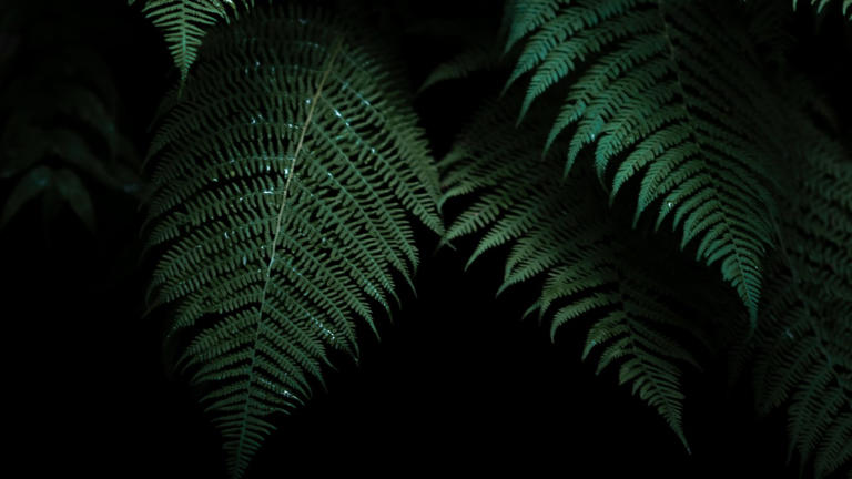 Living things emit a faint glow, and it fades after death