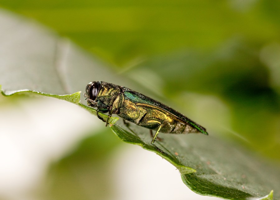 Invasive tree-killing beetle detected in Robertson County