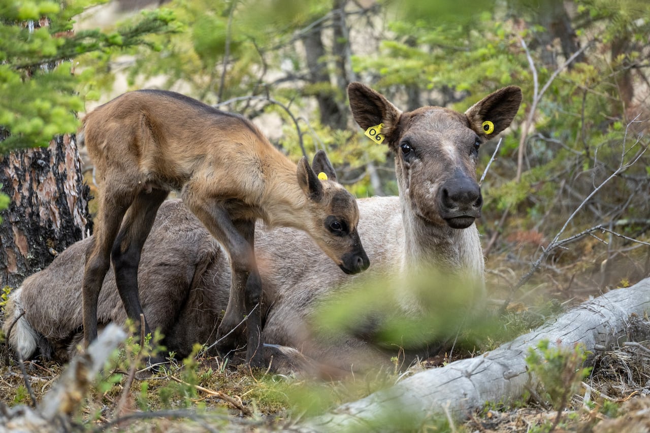 Can Jasper’s new breeding centre save caribou from local extinction?