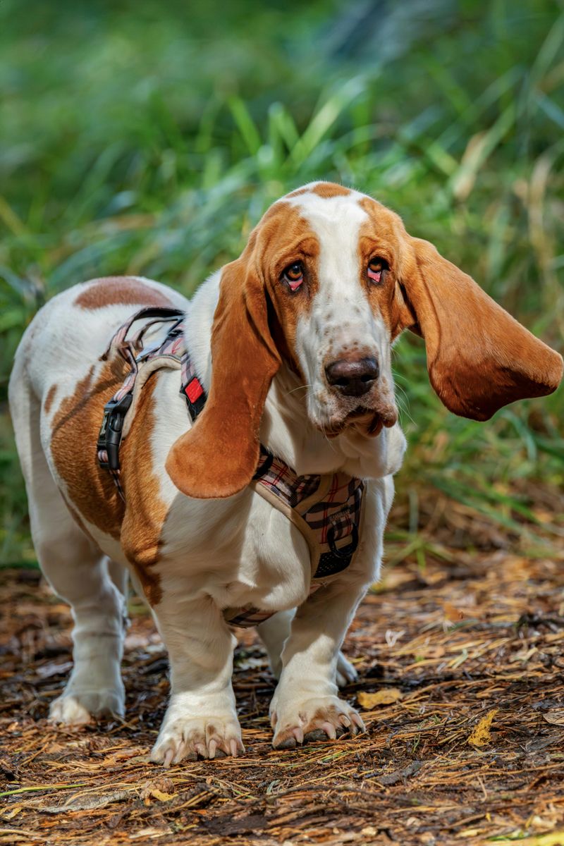 10 short legged dog breeds that capture hearts with their unique stature