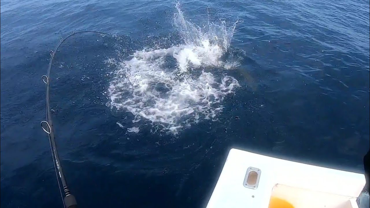 Brutal shark fight caught on camera