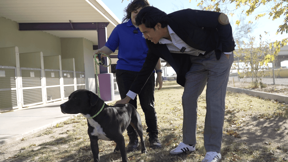 Bark on ARC: Humane Society highlights easy adoption process for dogs ...