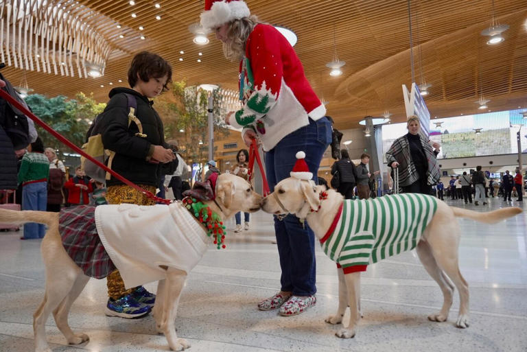 ‘They make it better’: Portland airport welcomes therapy llamas, dogs ...