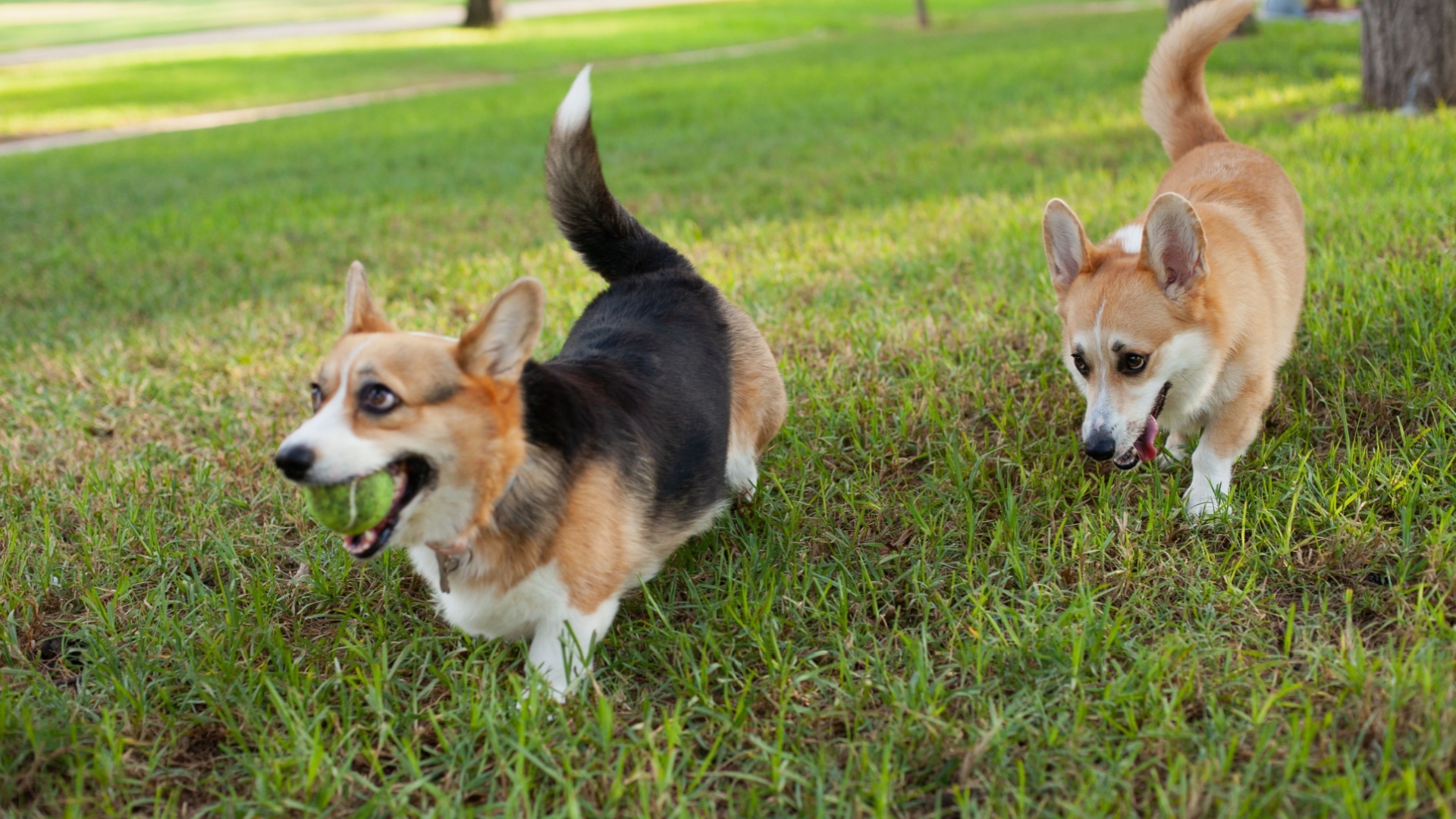 10 short legged dog breeds that capture hearts with their unique stature