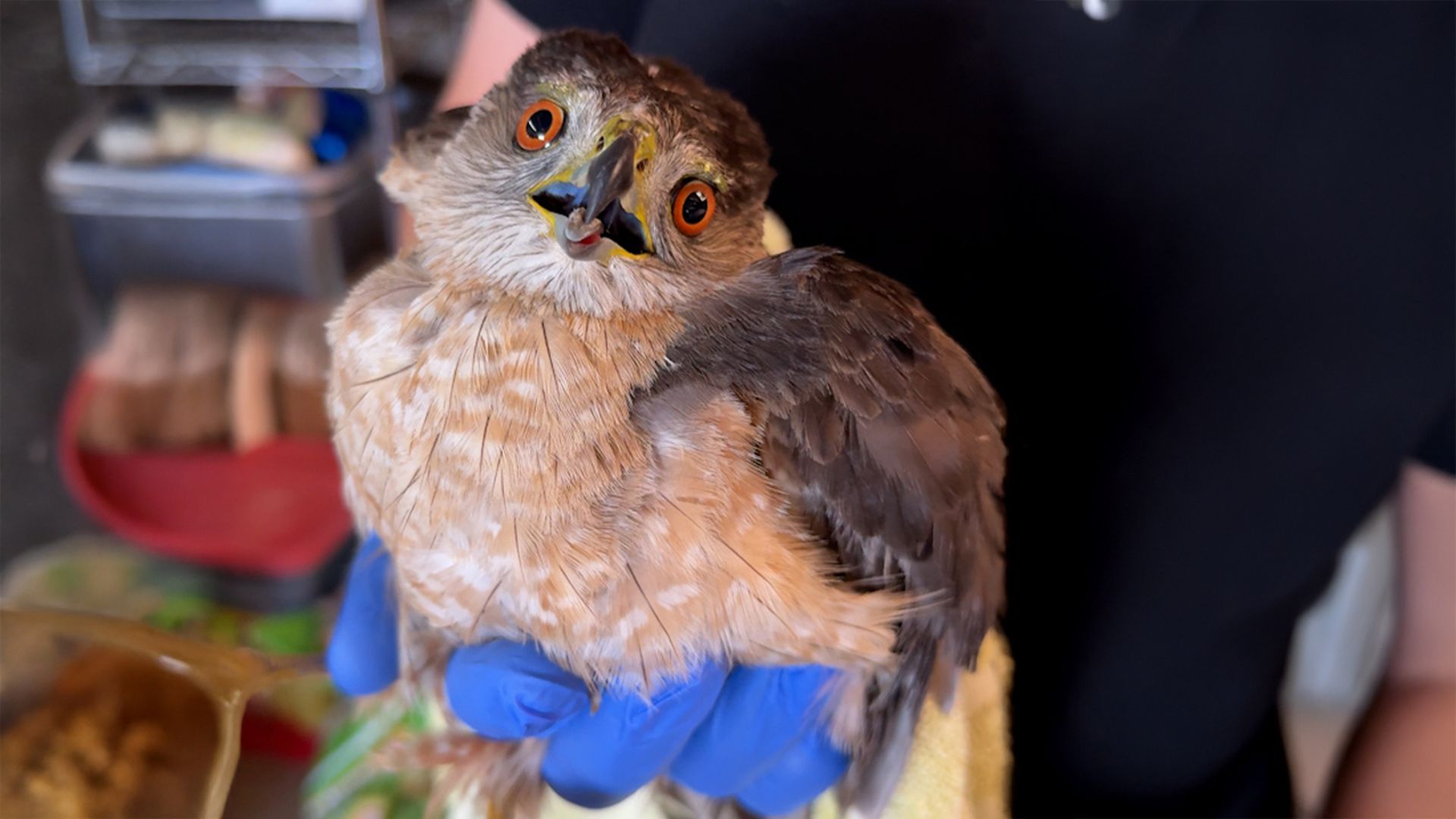 Woman hears a bang and finds a hawk outside her house