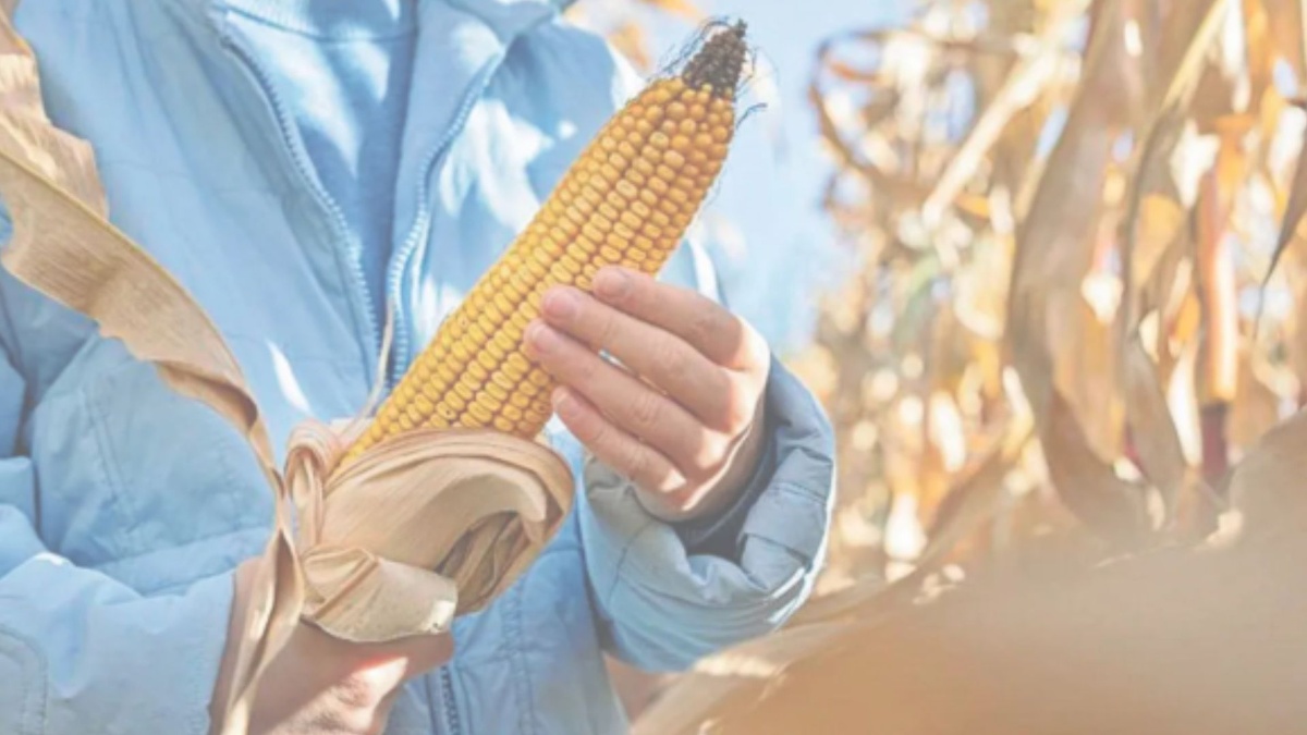 Foco rojo en el sector primario: Exportaciones agropecuarias y mineras ...