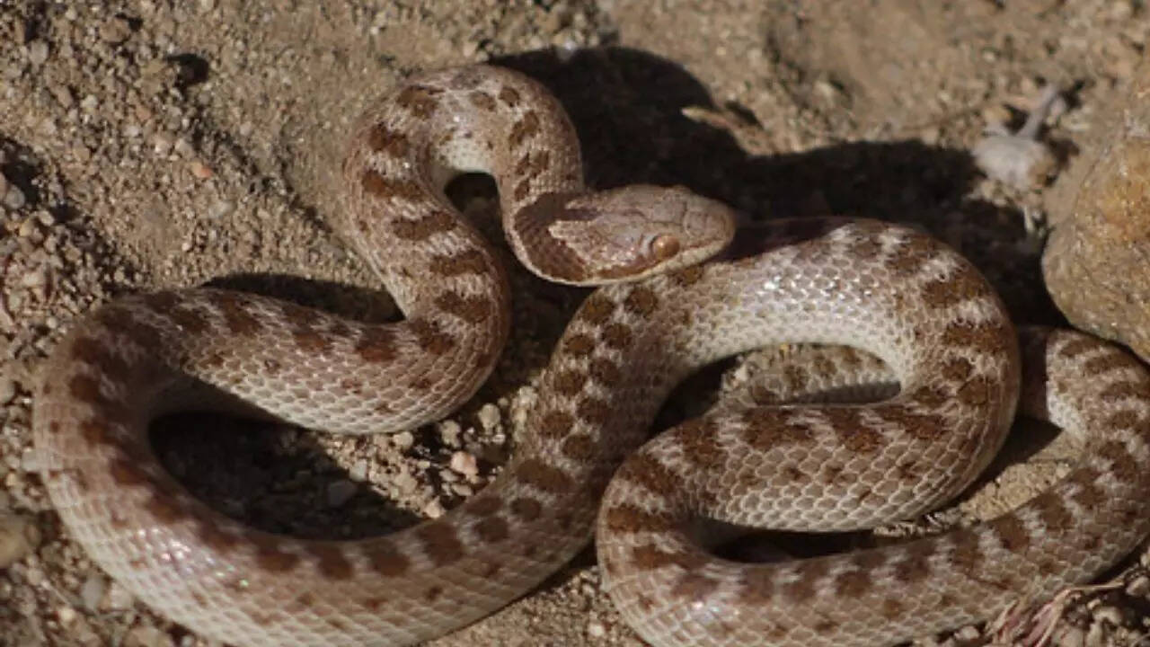 Night snakes: Discover more about Hypsiglena torquata’s habitat ...