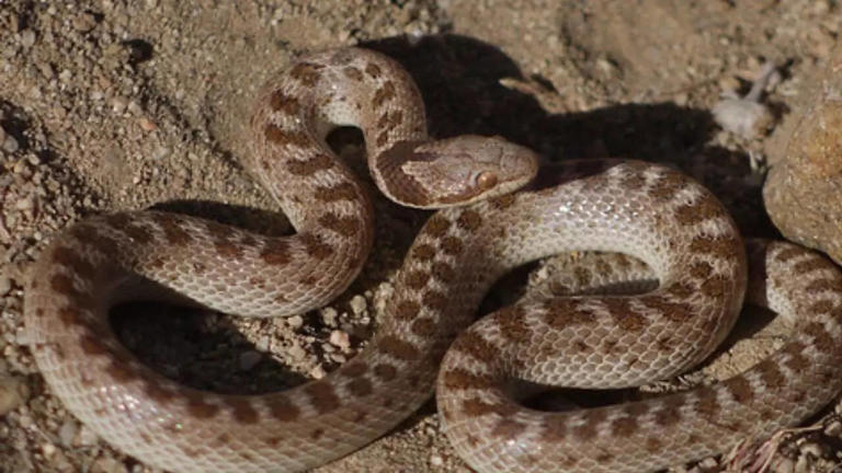 Night snakes: Discover more about Hypsiglena torquata’s habitat ...