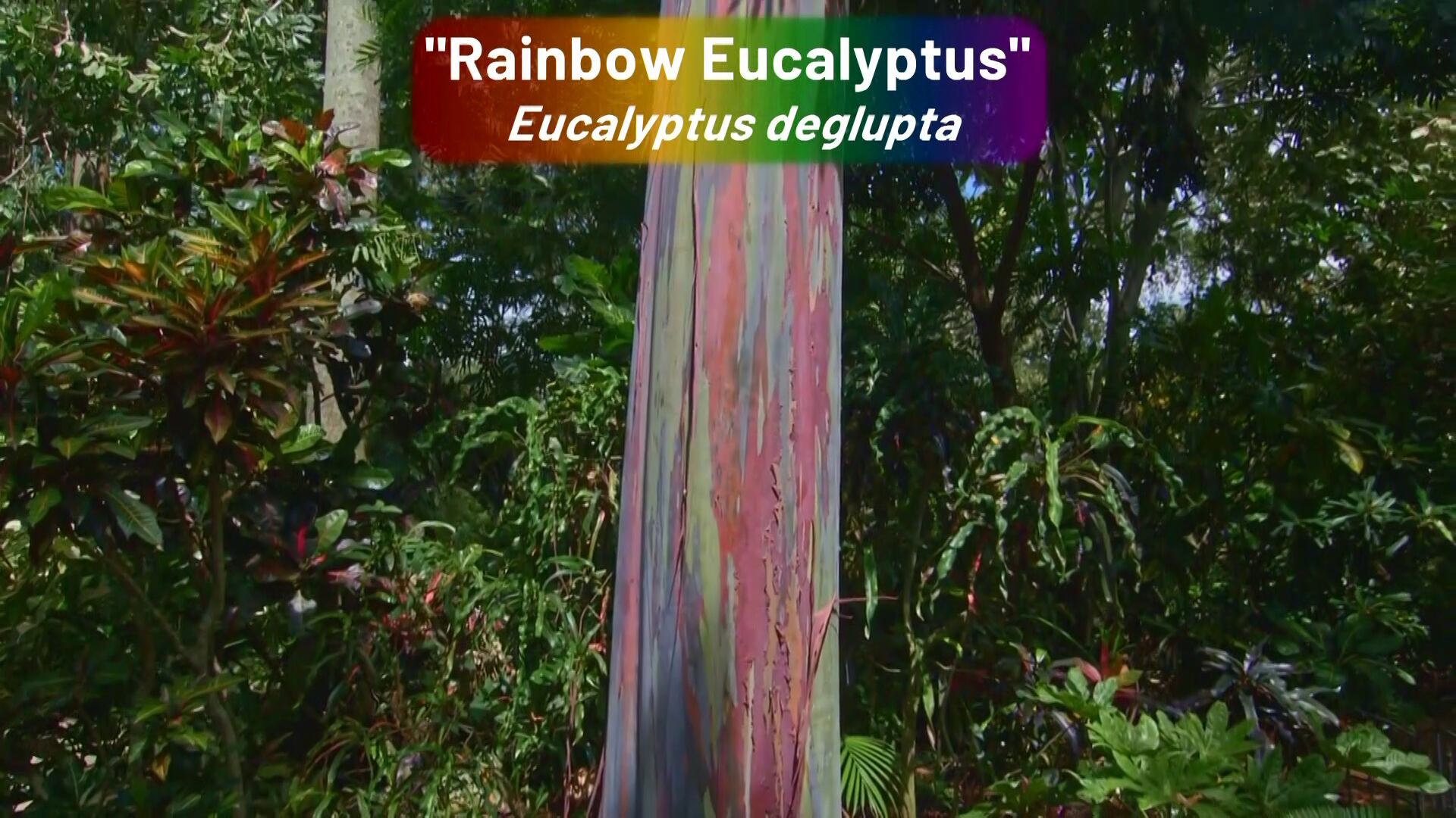Moment of science: Rainbow eucalyptus