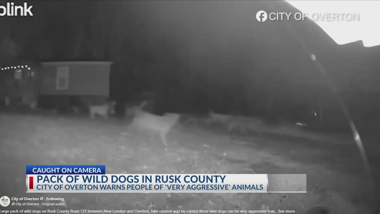 City of Overton warns residents of aggressive pack of wild dogs