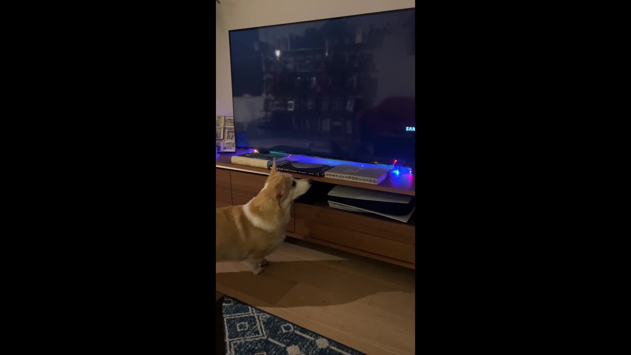 Corgi growls at floating Samsung logo—Instagram clip captures hilarious ...