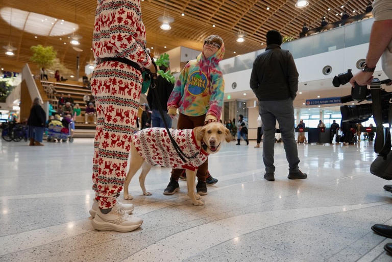 ‘They make it better’: Portland airport welcomes therapy llamas, dogs ...