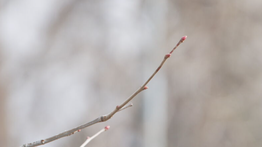 False spring? Warm December temps coax many Colorado trees into early bloom