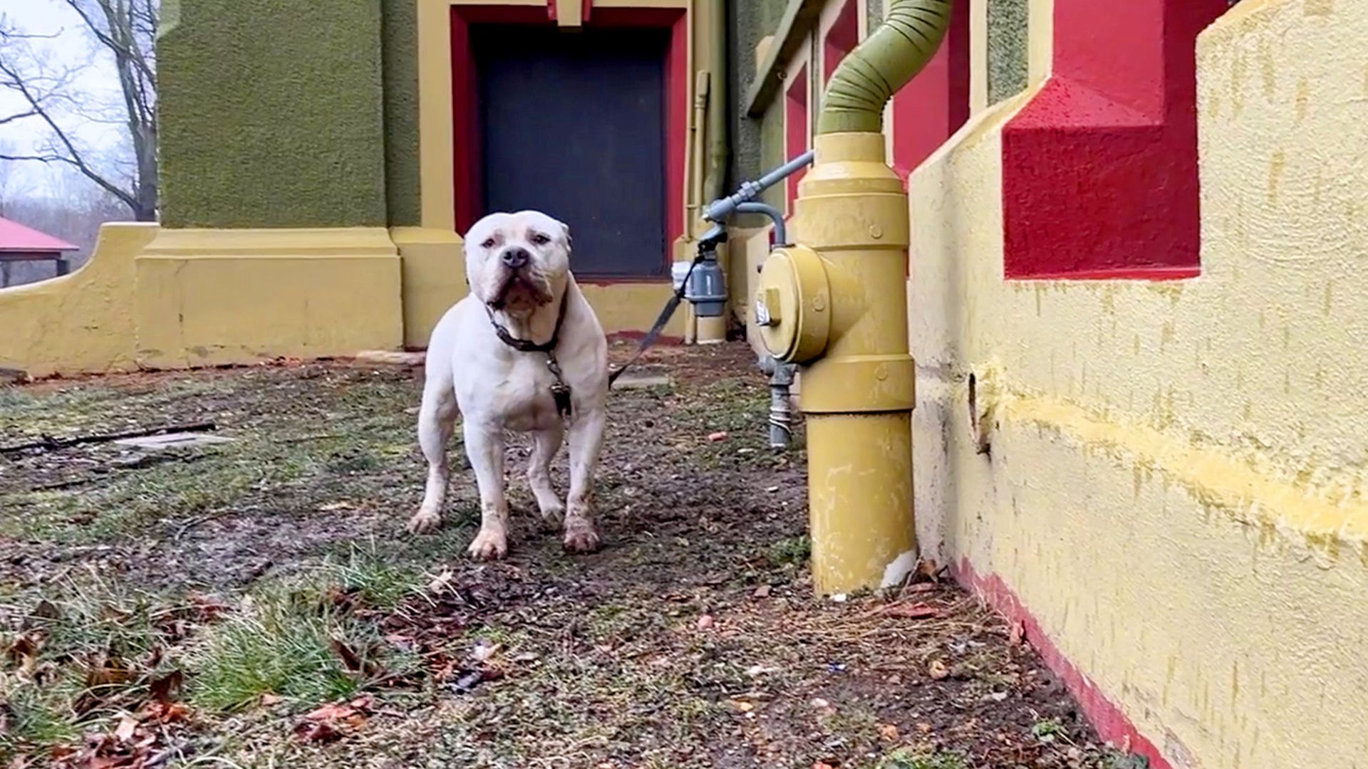 Pittie tied up on a short leash didn't know his life was about to change