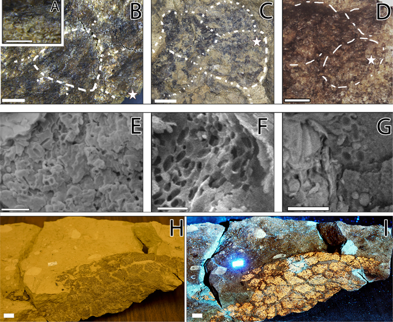 The top ten dinosaur discoveries of 2025, from preserved blood vessels ...