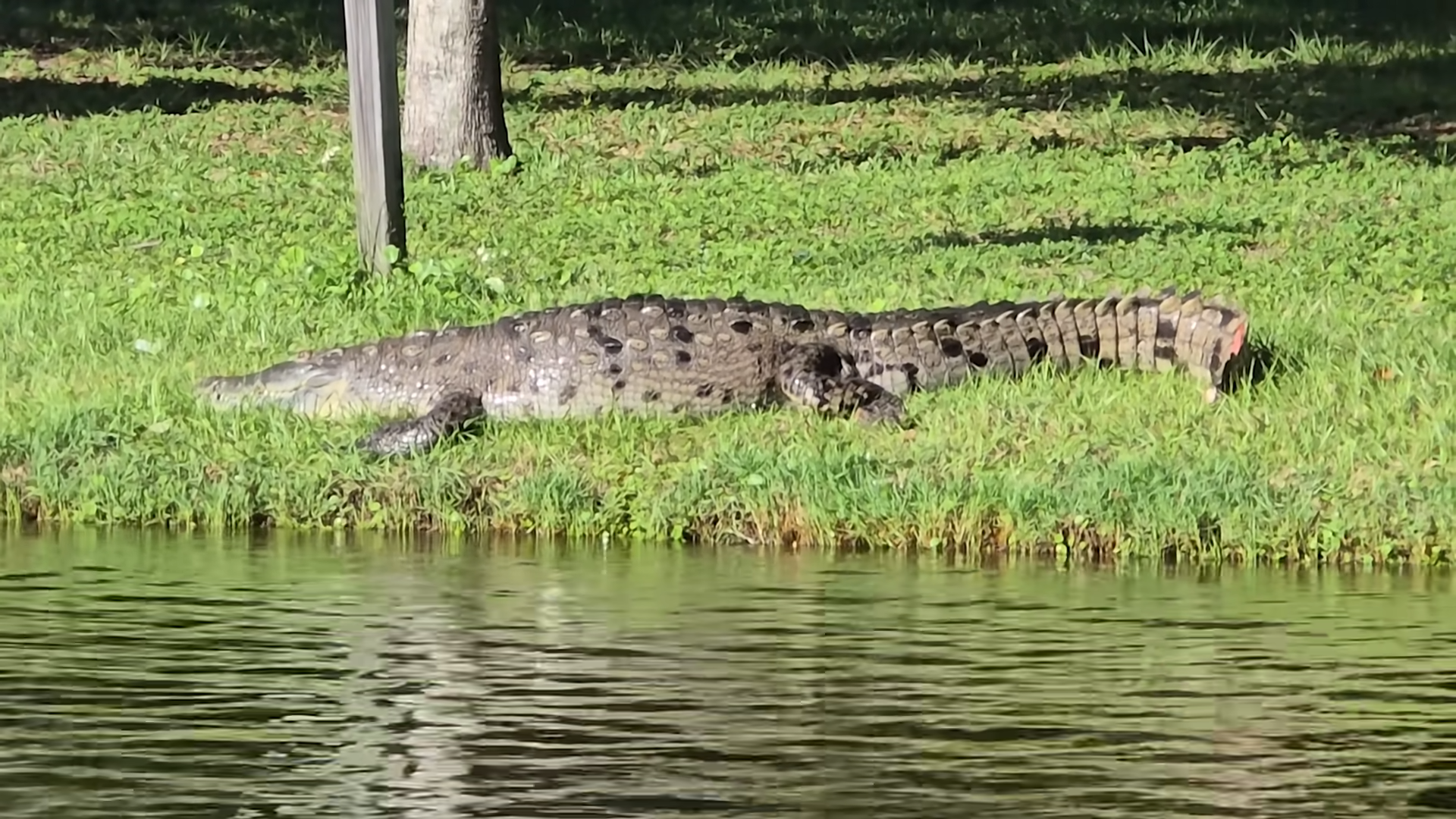 They tried catching Florida’s deadliest crocodile - and quickly ...