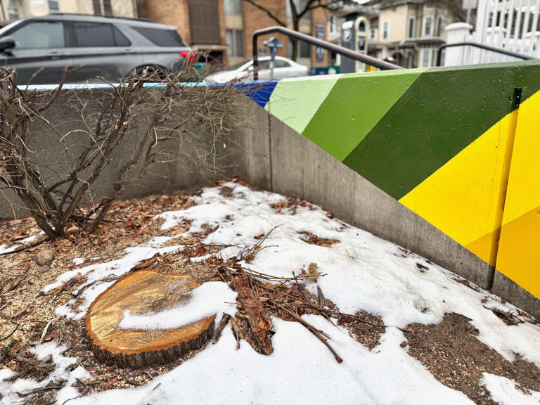 City explains reasons for cutting down nearly 50-year-old trees at Ann ...