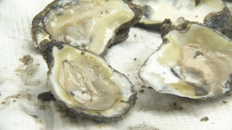 Raw oysters linked to ongoing salmonella outbreak; almost half of ...