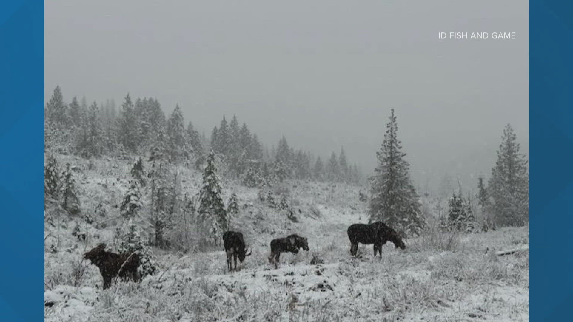 4 moose relocated from University of Idaho arboretum