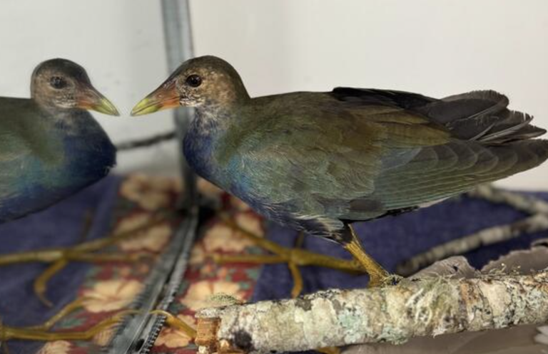 Exhausted rare southern bird beats the odds & begins gaining strength daily