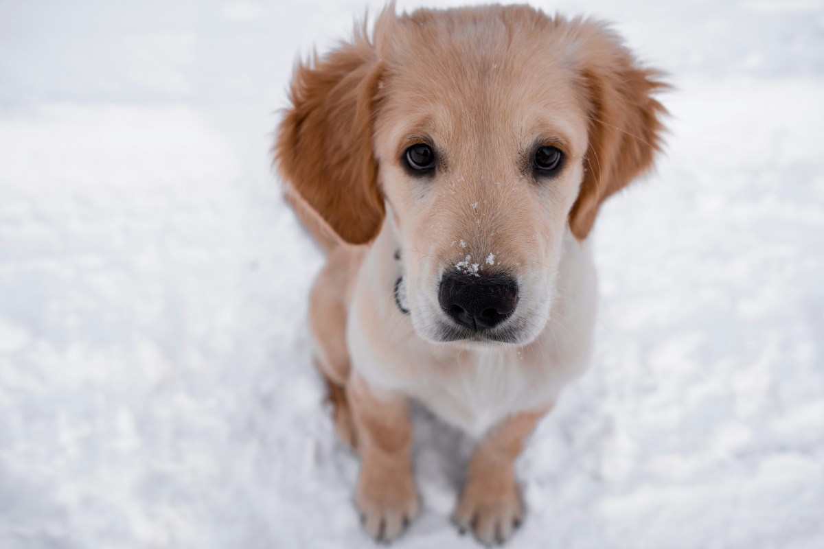 Defiant golden retriever refuses to let snow day end