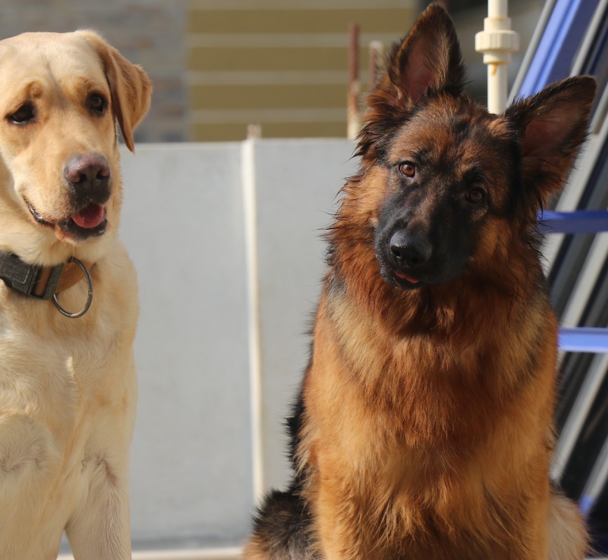 Labrador was too scared to get her toy so her German shepherd sister ...