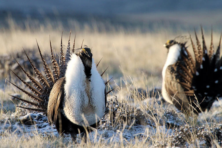 Greater sage grouse advocates blast new federal plan endorsed by Wyoming