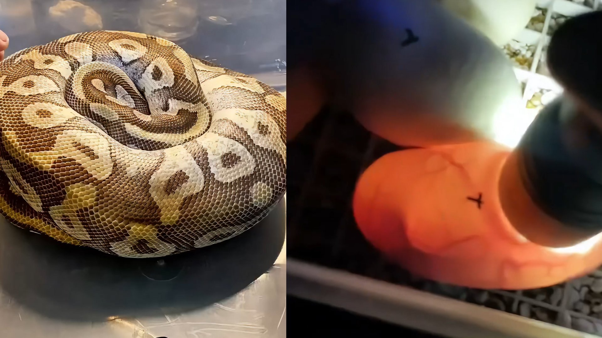 Complete series! Hatching the “upside down egg” ball python clutch.
