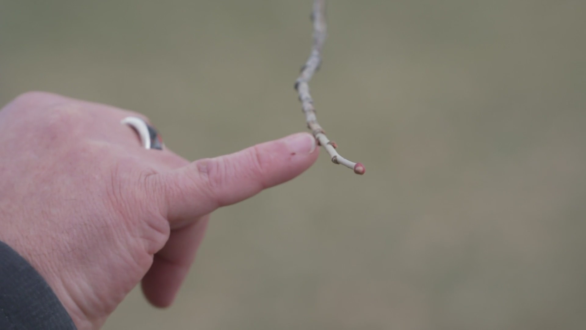 False spring? Warm December temps coax many Colorado trees into early bloom