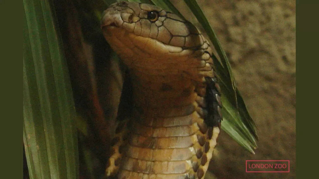 How the longest venomous king cobra in history became a casualty of the ...