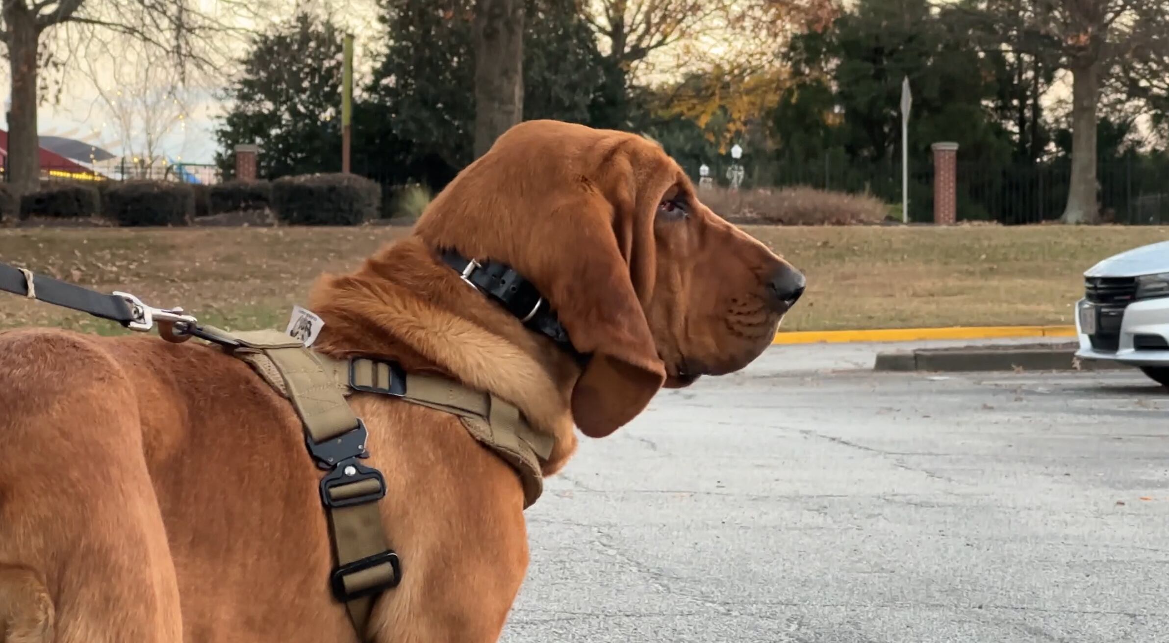 New K9 bloodhound provides special expertise to Columbia County