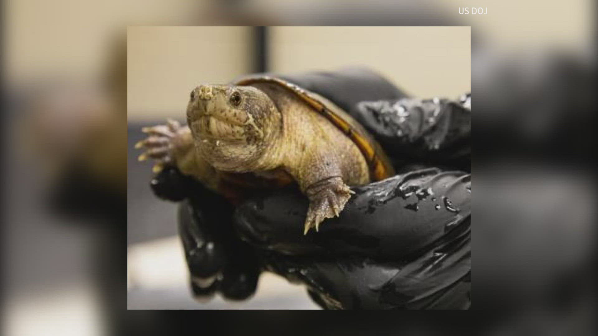 Reptile smuggler sentenced to prison