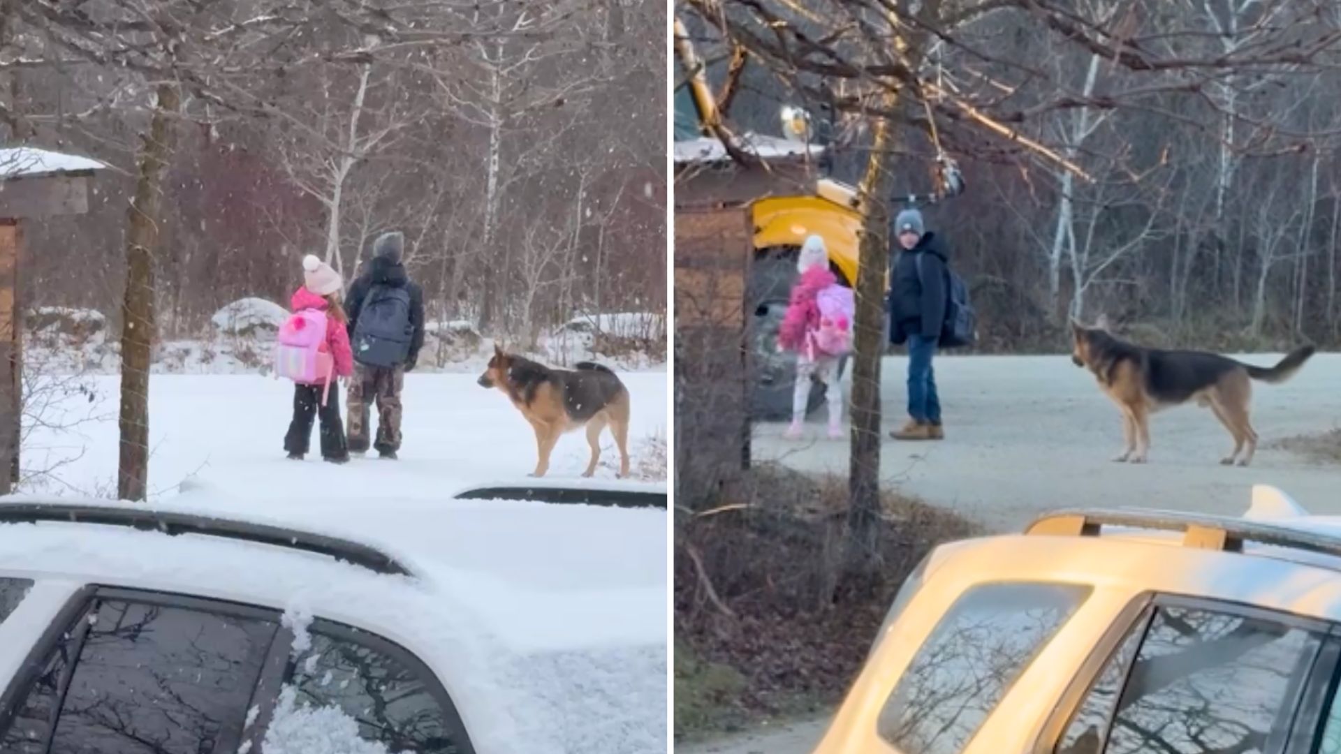 Protective dog walks family's kids to and from school bus stop and ...