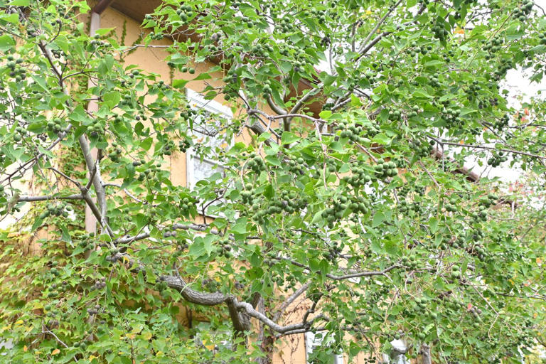 6 invasive trees you should never plant in your yard