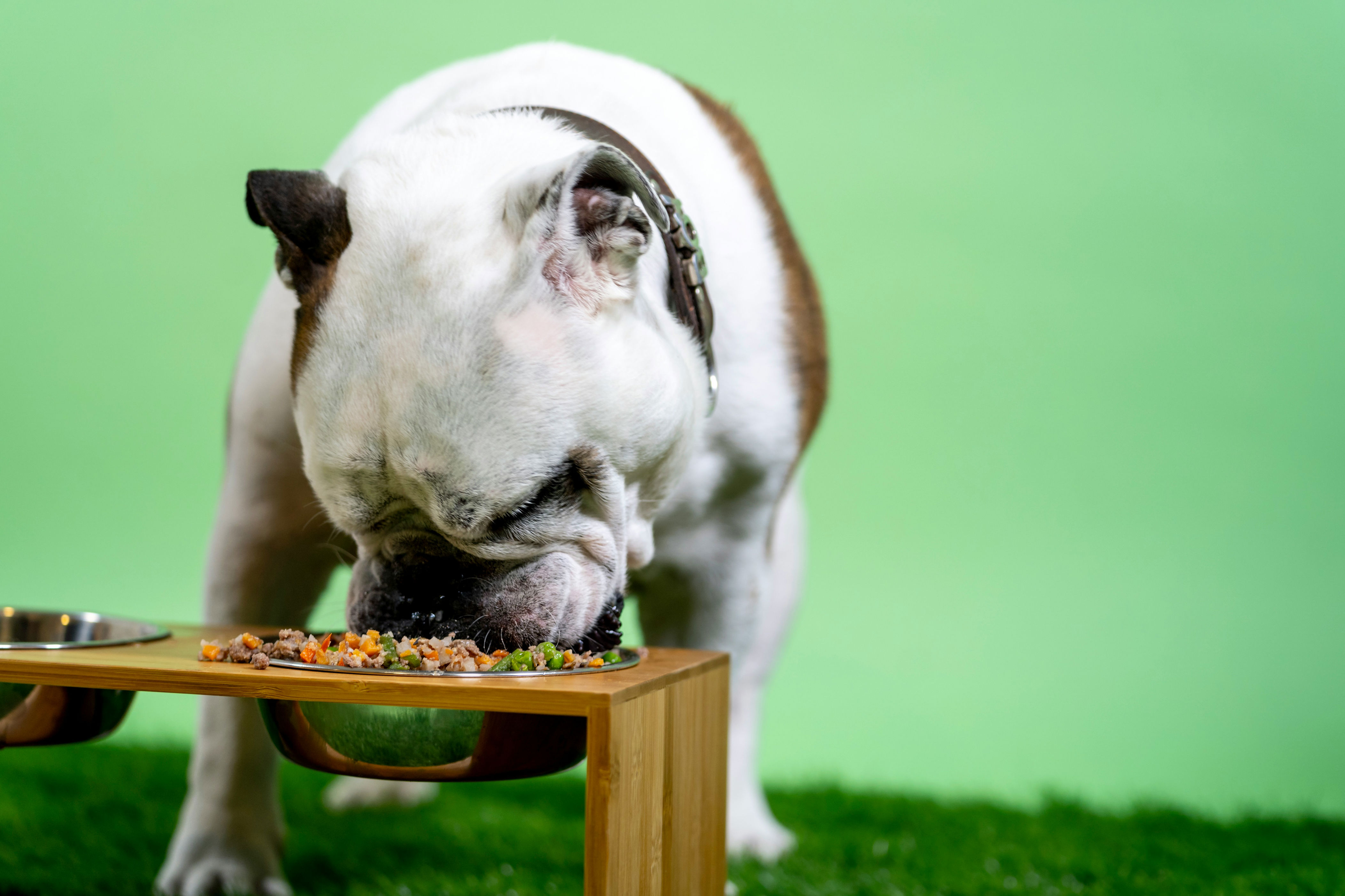 8 foods dogs are most likely to be allergic to