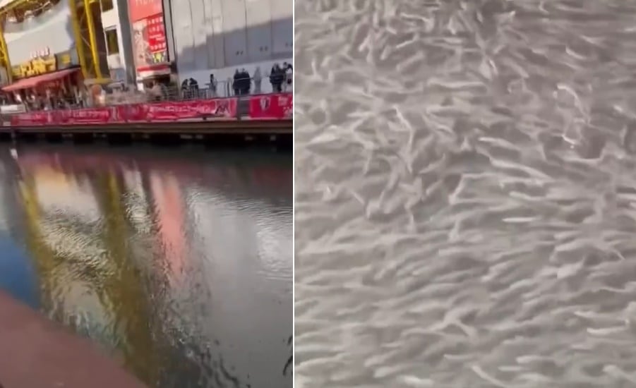 Mysterious fish swarm in Osaka river sparks earthquake fears
