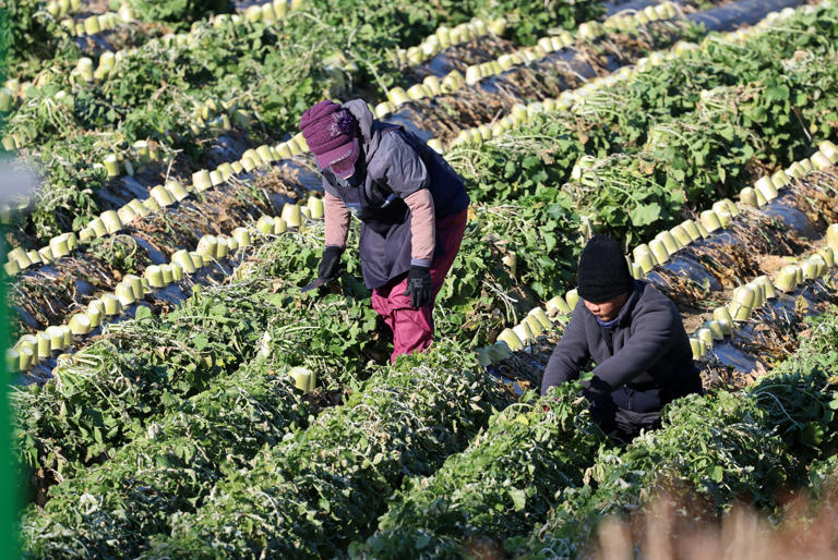 Seoul to accept 109,100 foreign seasonal workers in 2026