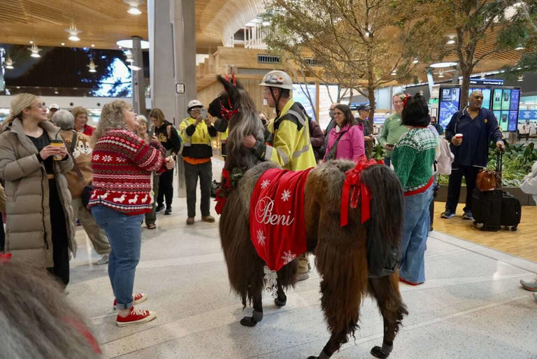 ‘They make it better’: Portland airport welcomes therapy llamas, dogs ...