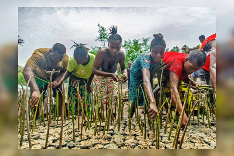 Huge ‘blue carbon’ offsetting project takes root in the mangroves of ...