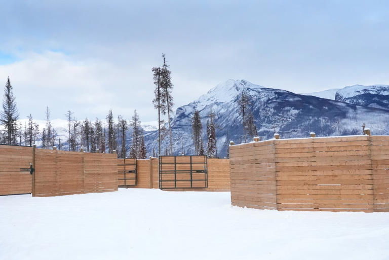 Can Jasper’s new breeding centre save caribou from local extinction?