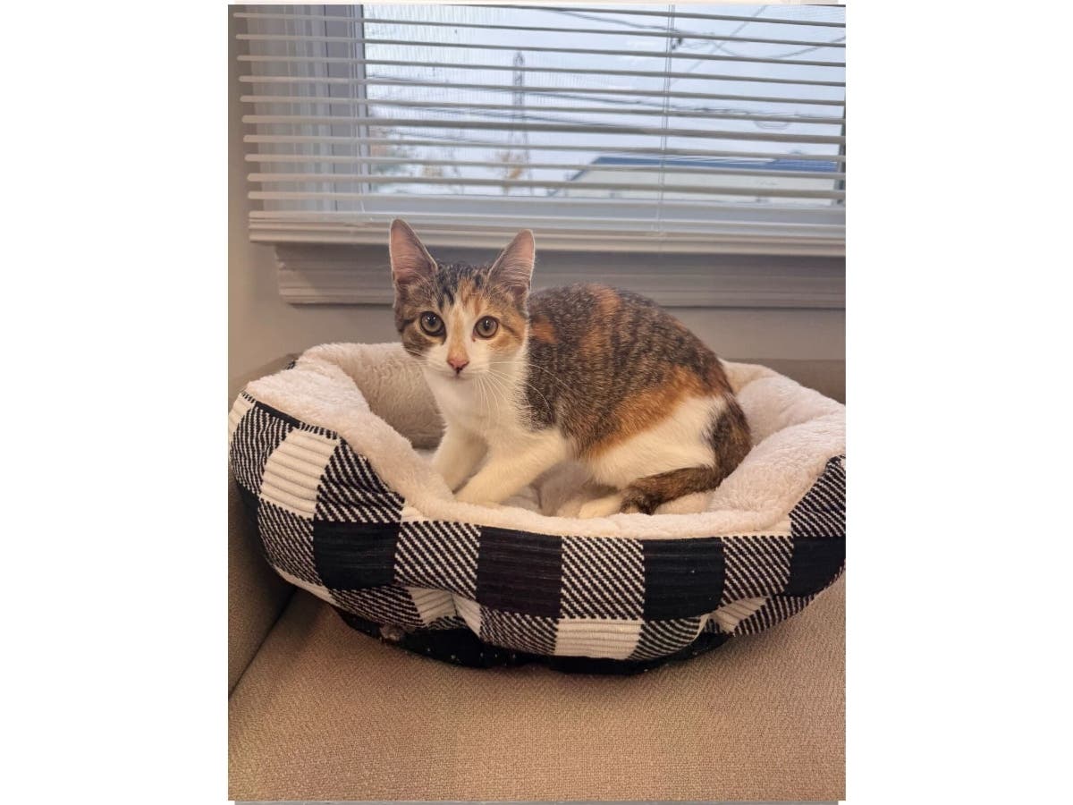 A vocal 3-month-old kitten is ready for her forever home: Huntington ...